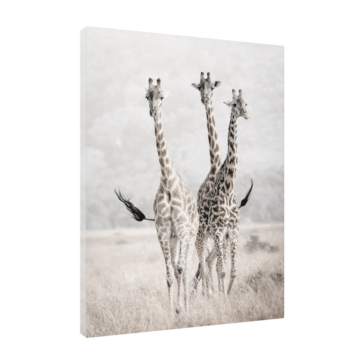 Tavla Canvas 30X40 Nature Giraffes - EKO:-