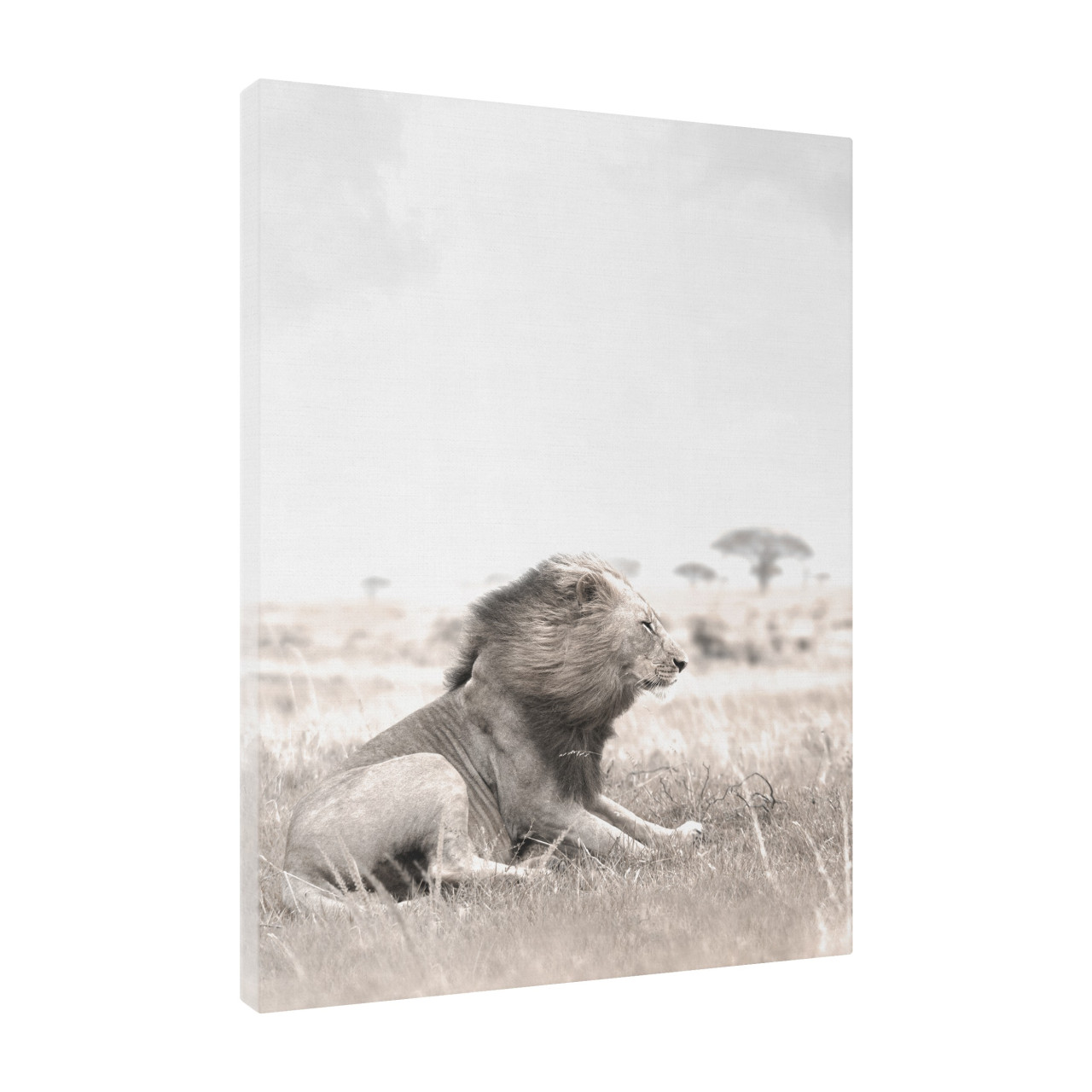 Tavla Canvas 30X40 Nature Lion - ESTANCIA - EKO:-