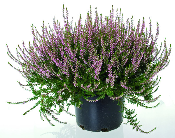 Calluna Ljung - 12Ø Kruka - EKO:-