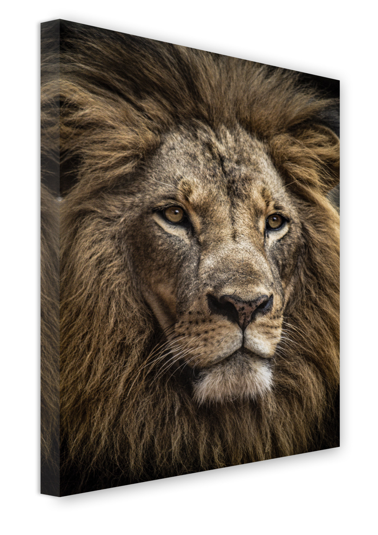 Tavla Canv Majestic Lion 50X70 - ESTANCIA - EKO:-