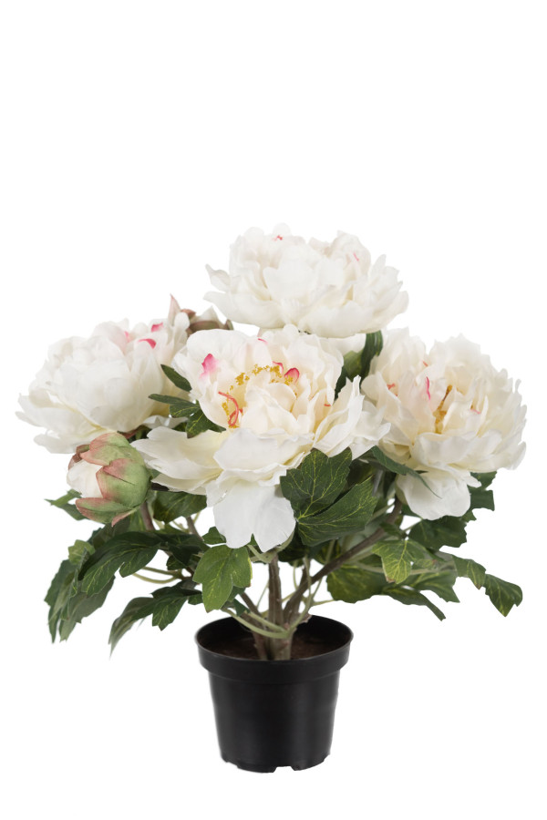 Pion - Konstväxt - Mr Plant - EKO:-