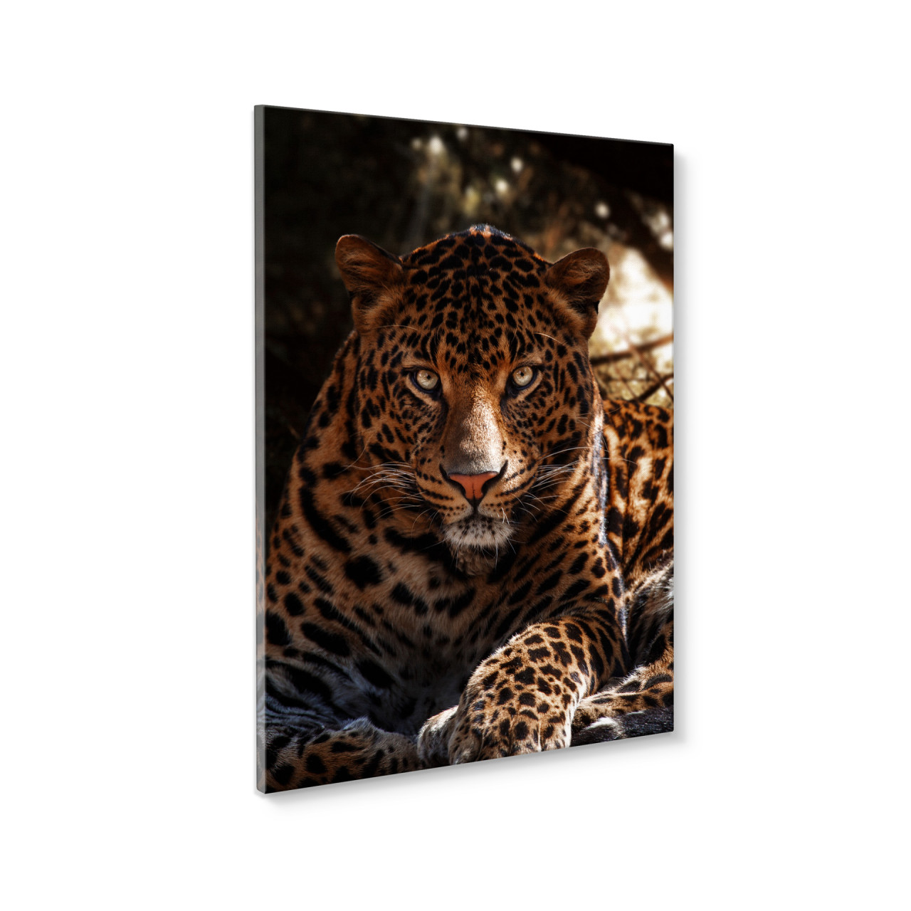 Tavla Can Leopard 50X70 - ESTANCIA - EKO:-