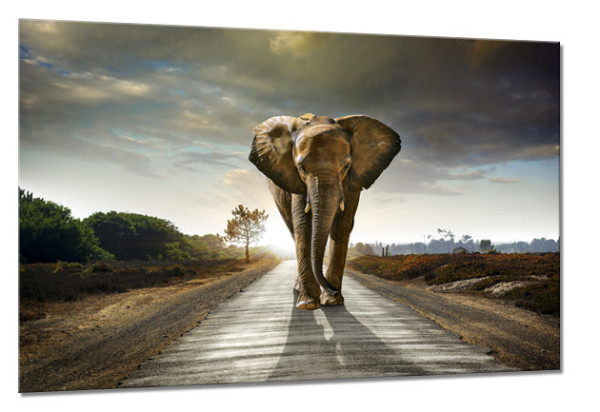 Tavla Canv Elephant 75X100 - Estancia - EKO:-