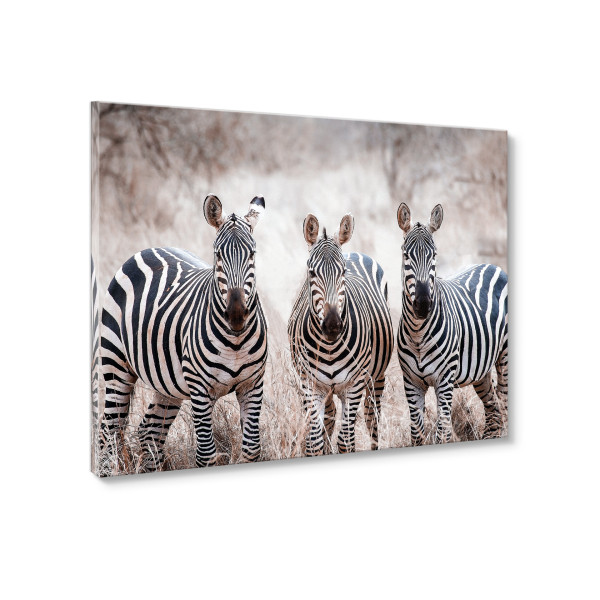 Tavla Can Zebras 75X100 - Estancia - EKO:-