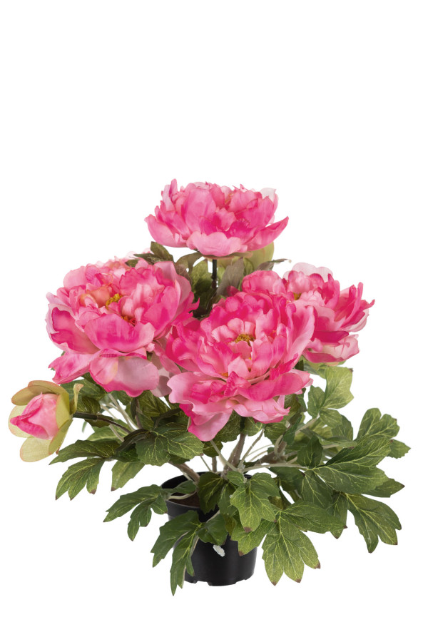 Pion - Konstväxt - Mr Plant - EKO:-